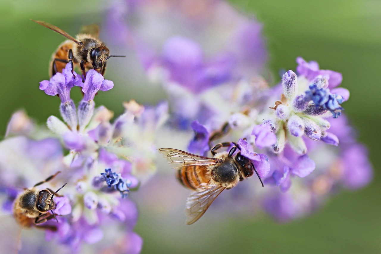Pollination Powerhouses: How Bees Shape Our Ecosystem - Coolfactz